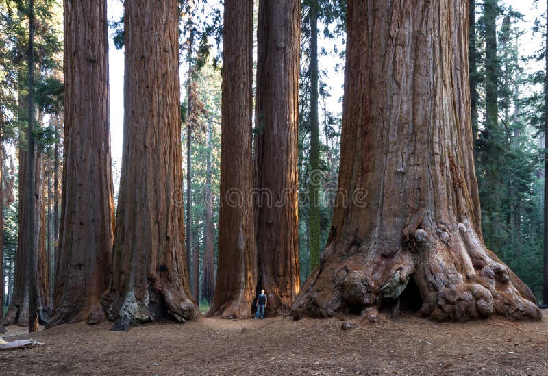 Giant sequoia grove stock image. Image of adult, sequoia - 82368493