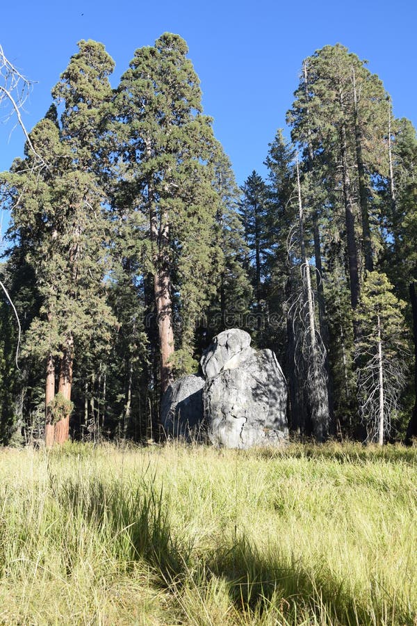 Giant Sequoia Park in California Stock Photo - Image of large, camping ...