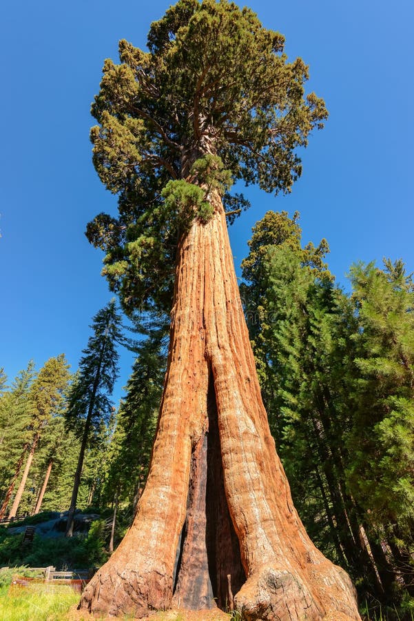 Giant Sequoia Trees in Sequoia National Park Stock Image - Image of ...