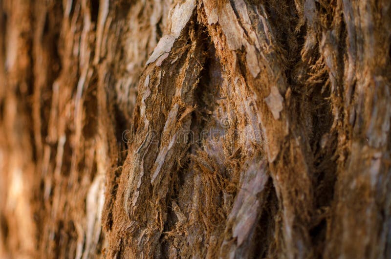 The Giant Sequoia Sequoiadendron Giganteum Trunk Bark. Close Up Stock ...