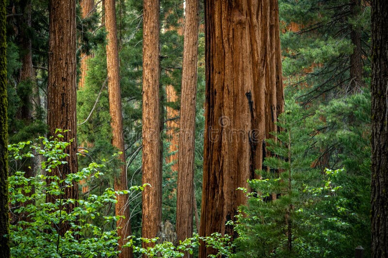 Giant Sequoia Sits among All the Other Trees in the Forest Stock Image ...