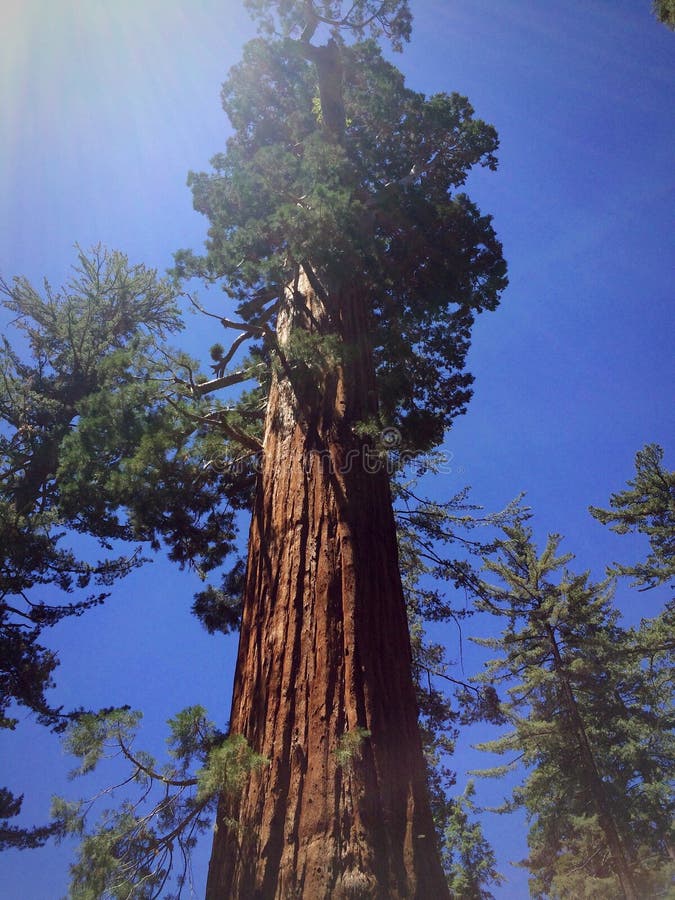 Giant Sequoia in sunlight stock photo. Image of rock - 56818938
