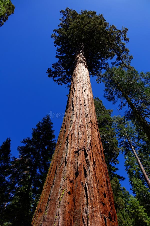 Giant Sequoia Tree, California Stock Image - Image of national, redwood ...