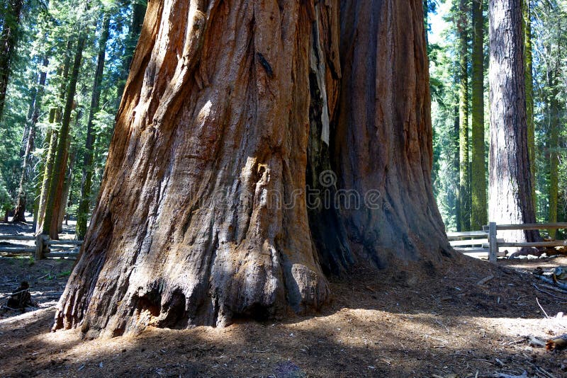 Giant Sequoia Tree, California Stock Photo - Image of countless ...
