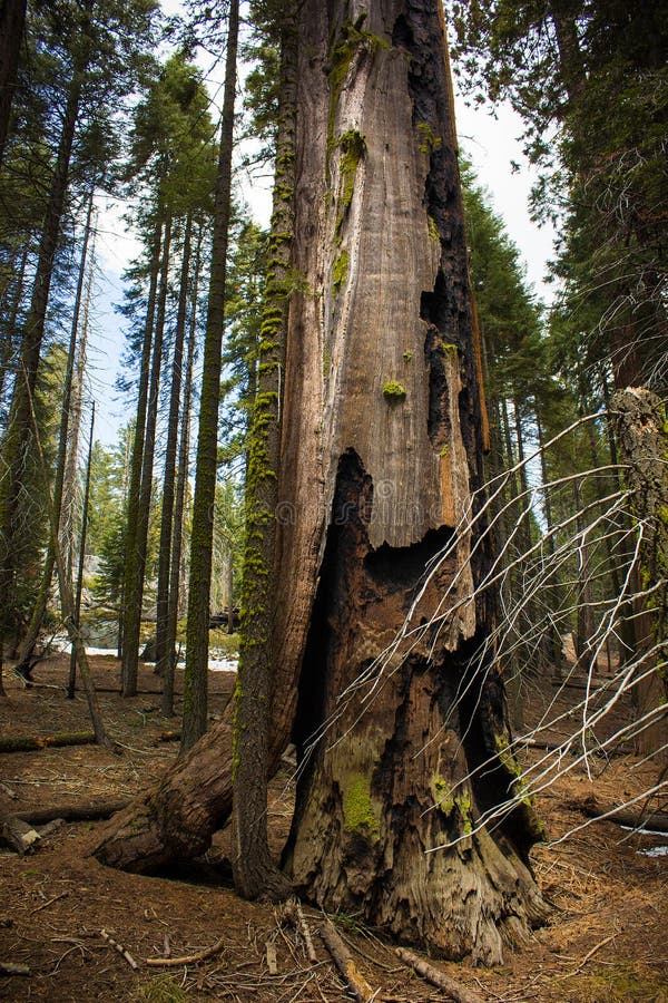 Giant sequoia tree stock photo. Image of outdoors, national - 68757618