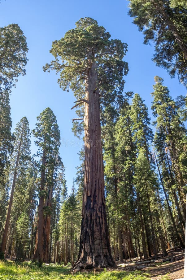 Giant Sequoia tree stock photo. Image of park, sequoia - 154923076