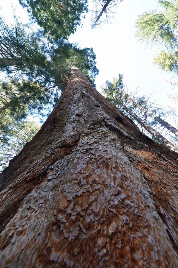 Giant Sequoia Tree Pictured at the Center of the Forest, Vertical,low ...