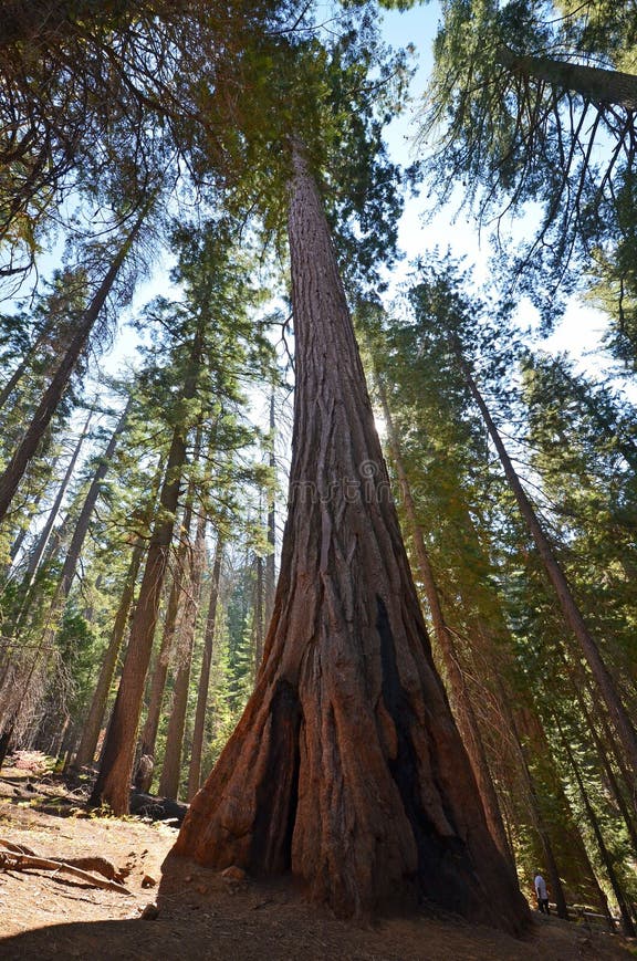Giant Sequoia Tree Pictured at the Center of the Forest, Vertical,low ...