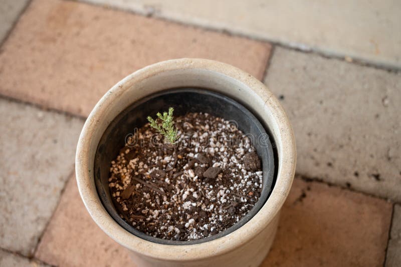 Giant Sequoia Tree Seedling Planted in a Pot Stock Photo - Image of ...