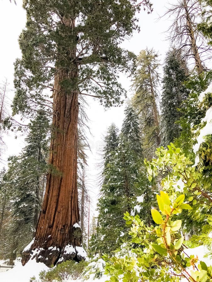Giant Sequoia Tree in the Snow and Green Plants Stock Photo - Image of ...