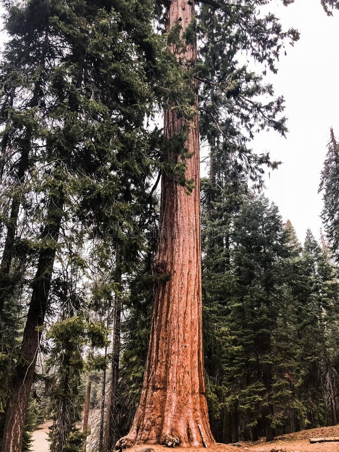 Giant Sequoia Tree during Spring Stock Photo - Image of moss, leaves ...