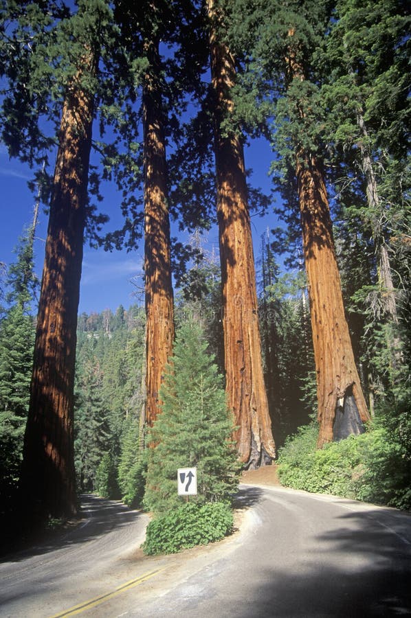 Sequoia National Park road stock image. Image of trees - 43920737