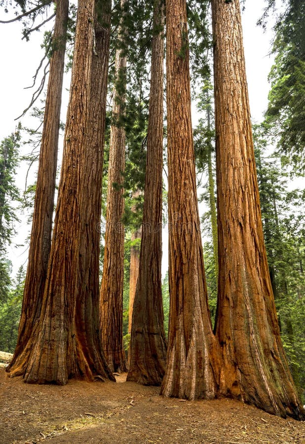 Giant Sequoia Trees in California Stock Image - Image of travel ...