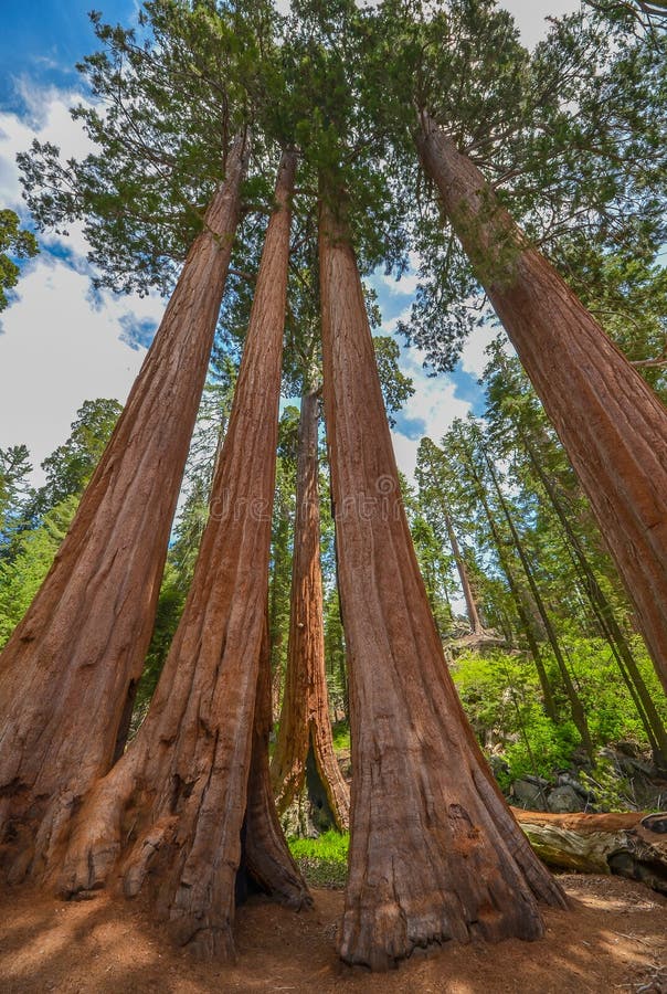 Giant Sequoia Trees stock image. Image of scene, america - 48014987