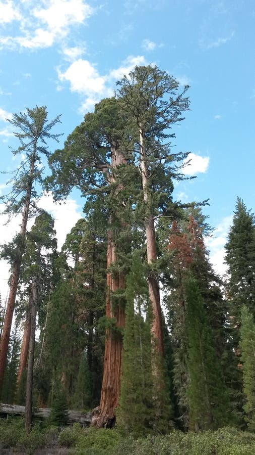 Giant Sequoia stock image. Image of park, national, trees - 75162099
