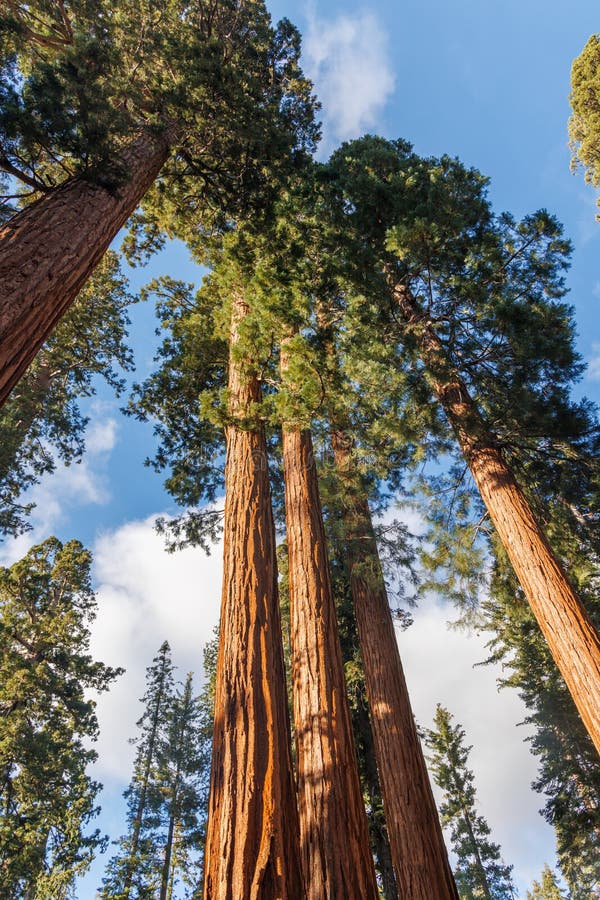 Giant Sequoia, Big Mahogany, Symbol of USA - AI Generated Image Stock ...