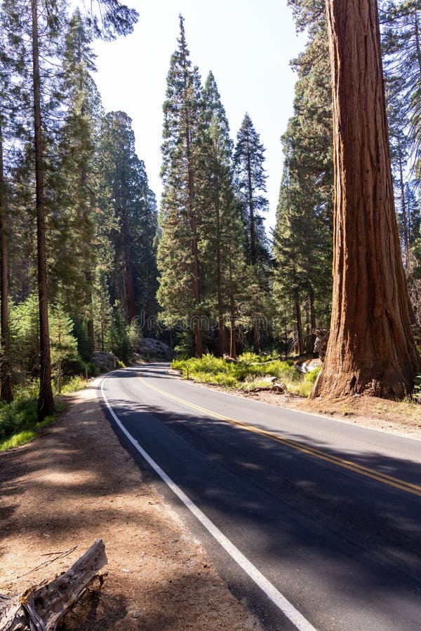 Giant Sequoia Trees in Sequoia National Park Stock Image - Image of ...