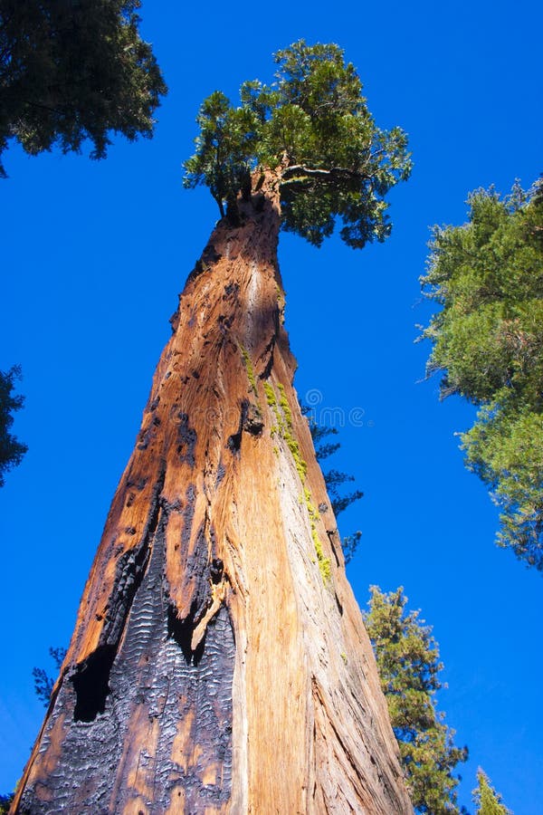 Giant Sequoia Trees in Sequoia National Park. Stock Photo - Image of ...