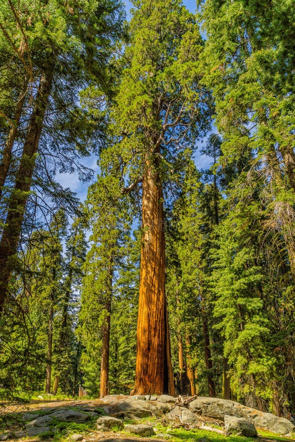 Sequoia and Pine Trees in Guernewood Park Stock Photo - Image of ...