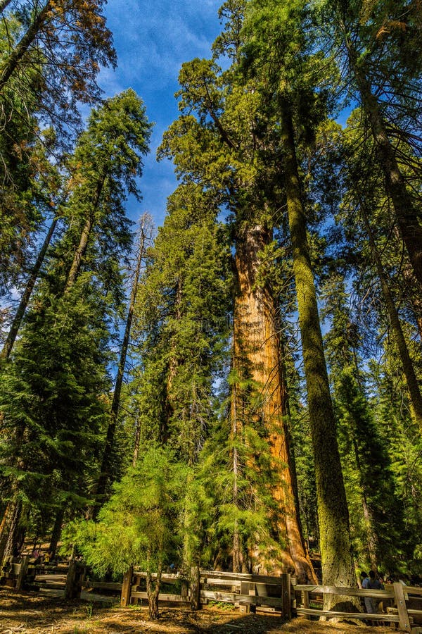 Giant Sequoia Trees in Sequoia National Park Stock Photo - Image of ...