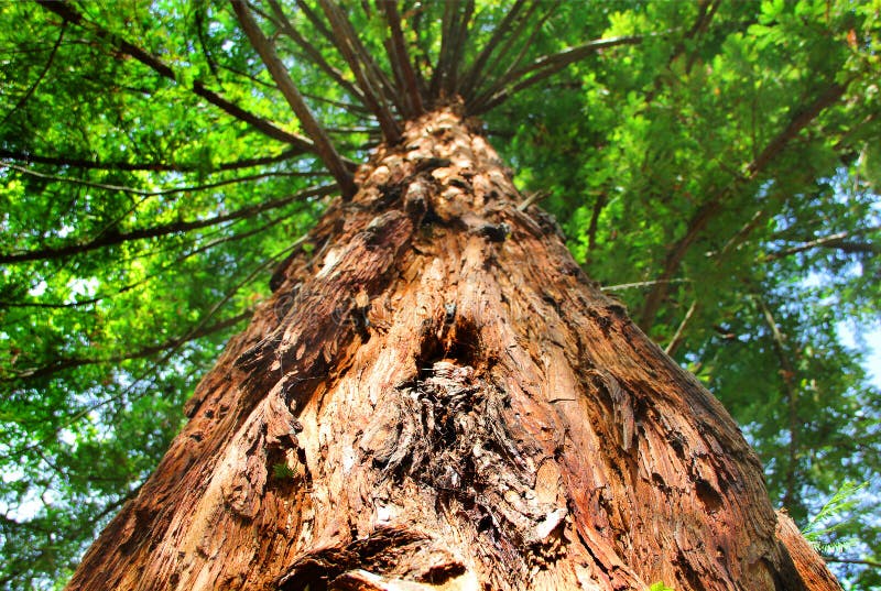 Giant sequoia trees stock photo. Image of biggest, landmark - 54370524