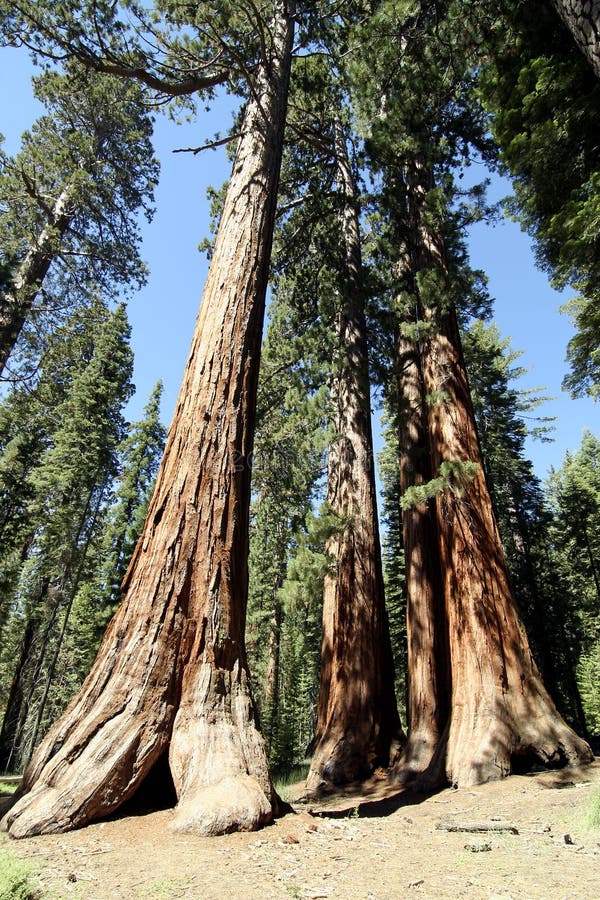 Giant Sequoia Trees - Yosemite Stock Photo - Image of landmark ...