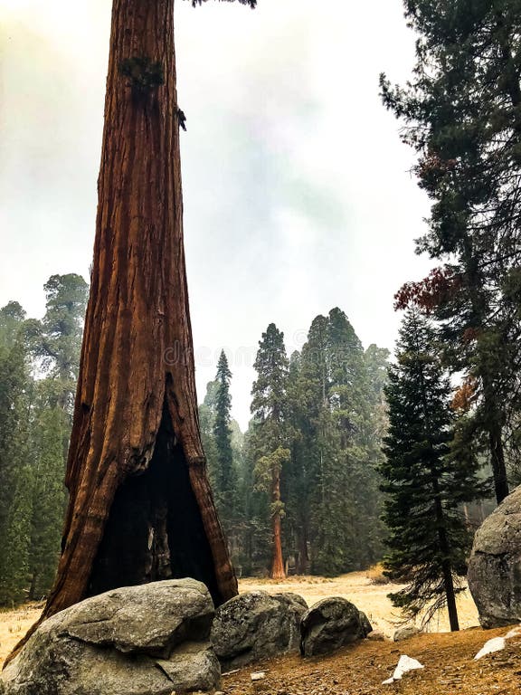 Giant Sequoia Treewith Hollow during Spring Stock Photo - Image of ...