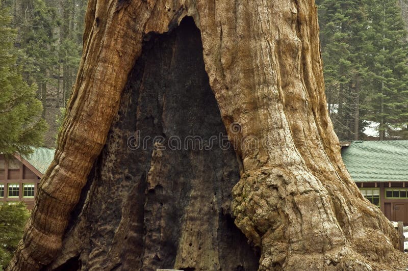 Giant Sequoia trunk stock image. Image of circumference - 5758501