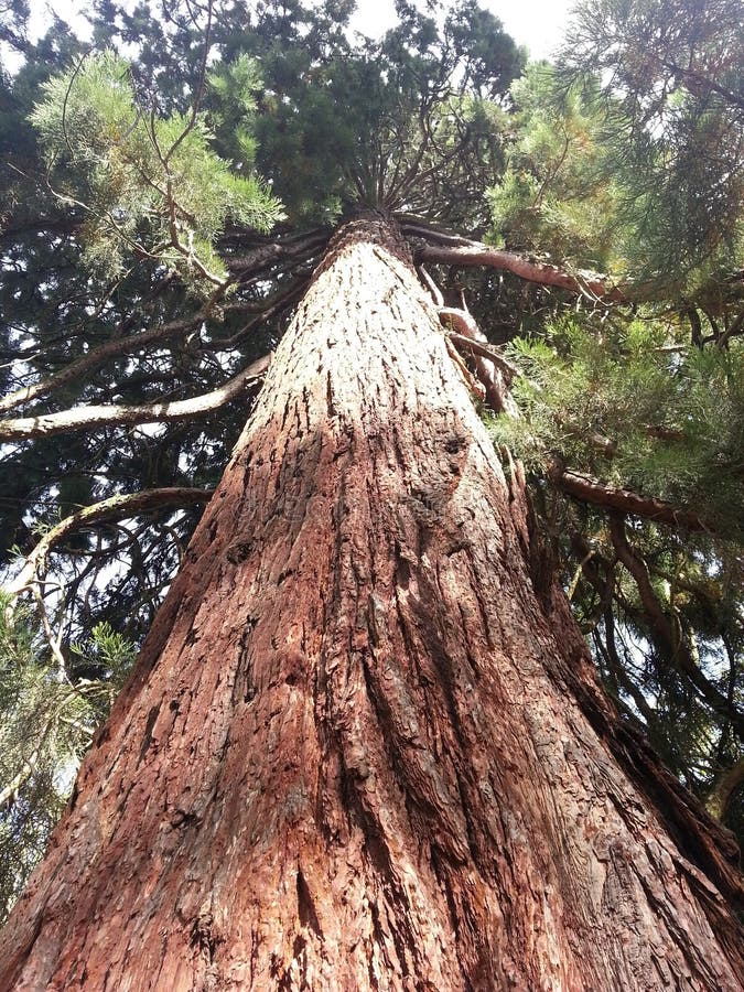 Giant Sequoia Trunk Detail in a National Park. Stock Image - Image of ...