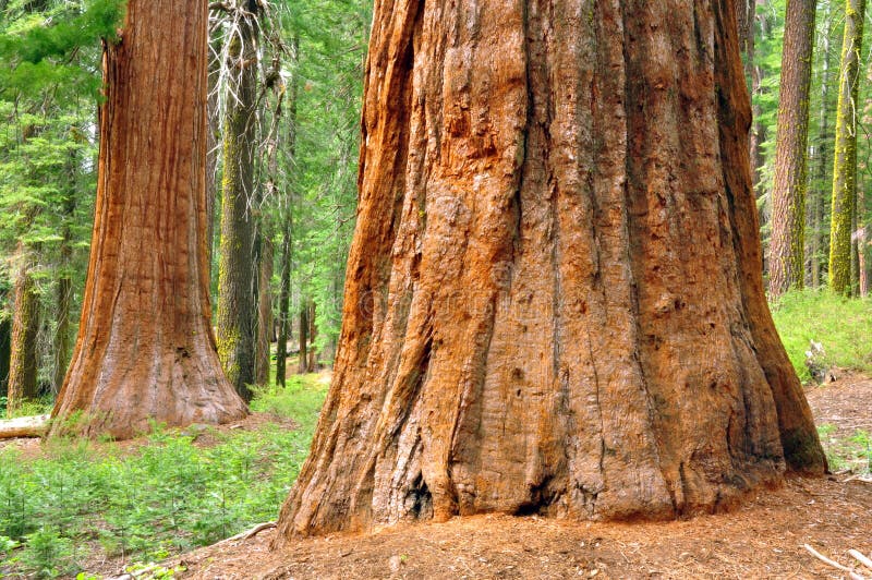 Giant Sequoias stock photo. Image of outdoor, outside - 15866174