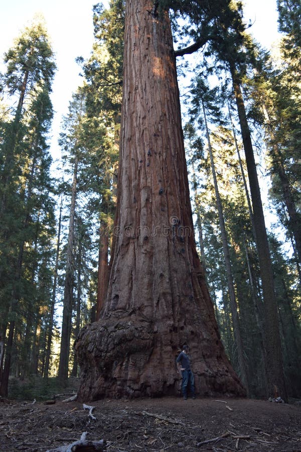 Giant Sequoias in California Editorial Image - Image of burnt, bark ...