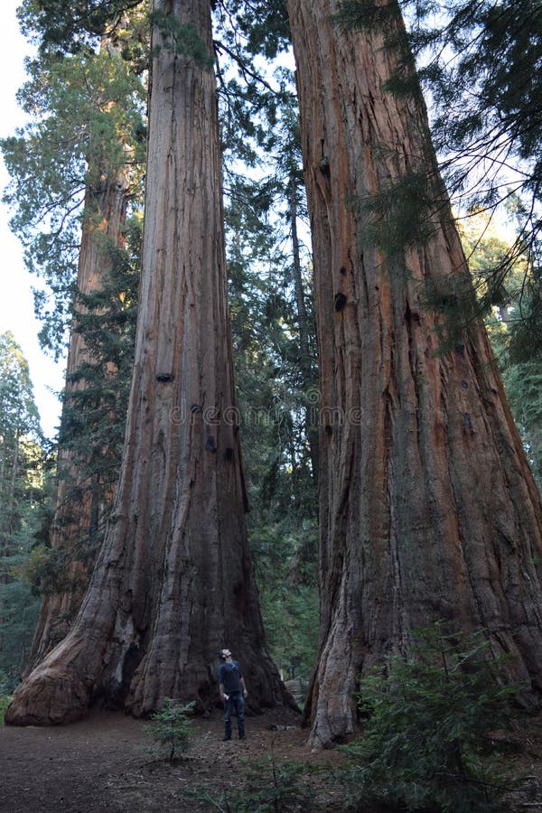 Giant Sequoias in California Editorial Image - Image of burnt, huge ...