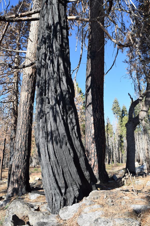 Giant Sequoias in California Stock Photo - Image of king, fungus: 258505166