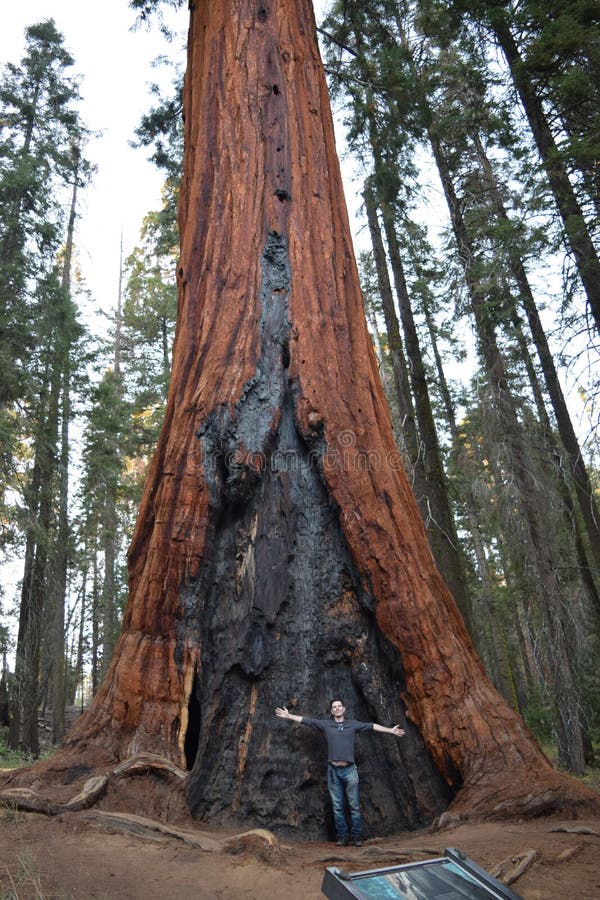 Giant Sequoias in California Editorial Image - Image of kings ...