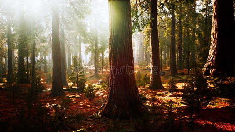 Giant Sequoias in the Giant Forest Grove in the Sequoia National Park ...