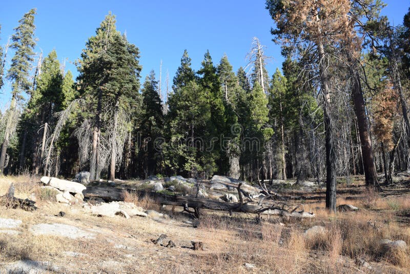 Giant Sequoias in California Stock Image - Image of mountains, daytrip ...