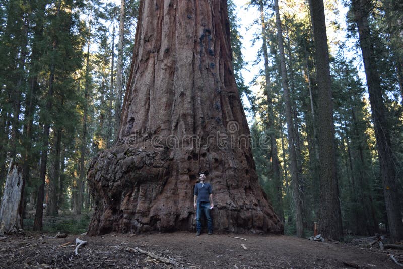 Giant Sequoias in California Editorial Photo - Image of giant, magical ...
