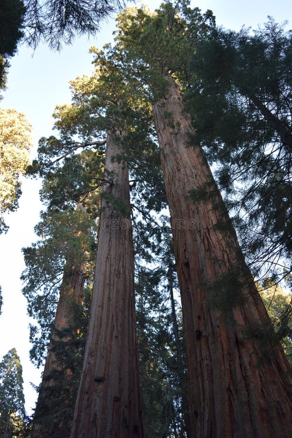 Giant Sequoias in California Stock Photo - Image of iconic, huge: 258505246