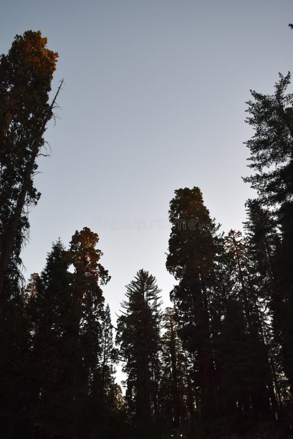 Giant Sequoias in California Stock Image - Image of bark, compairison ...