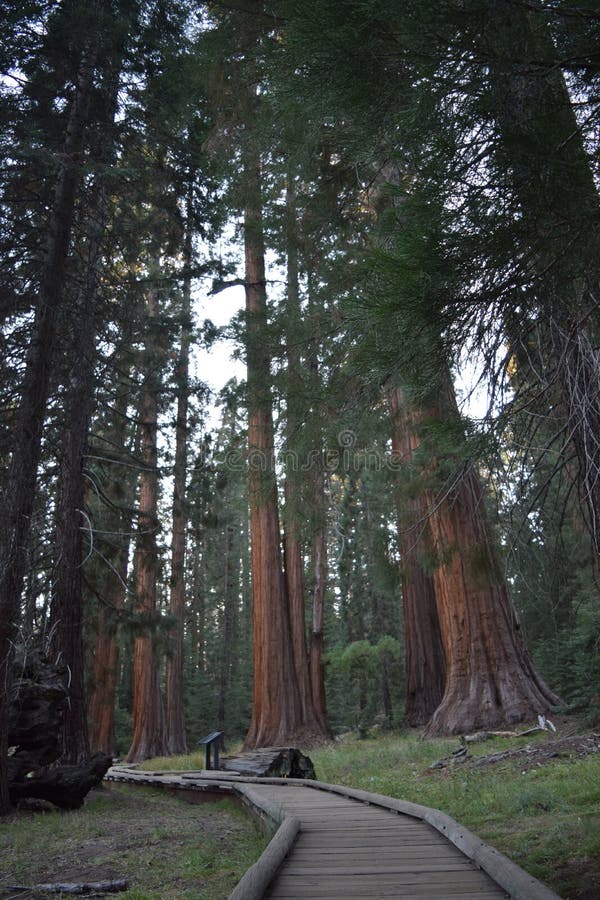 Giant Sequoias in California Stock Image - Image of desert, mountains ...