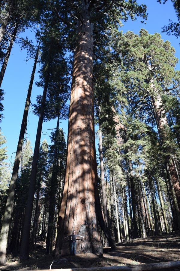 Giant Sequoias in California Stock Photo - Image of burnt, huge: 258505180