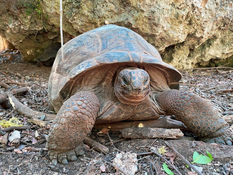Giant or Seychelles Giant Turtle Close-up in a Conservation Area Eats ...