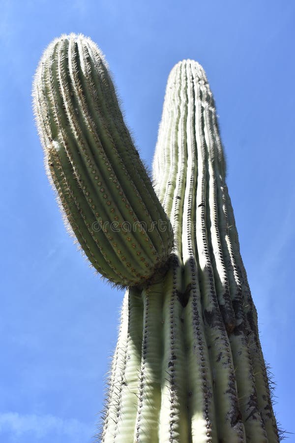 Giant Sharp Cactus in the Park Under the Blue Sky Stock Photo - Image ...