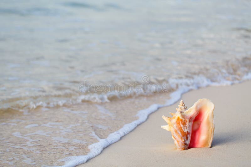 Giant shell on beach stock image. Image of giant, conch - 65556819