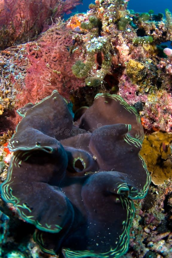 Giant shell clamp stock photo. Image of tropical, sport - 2790338