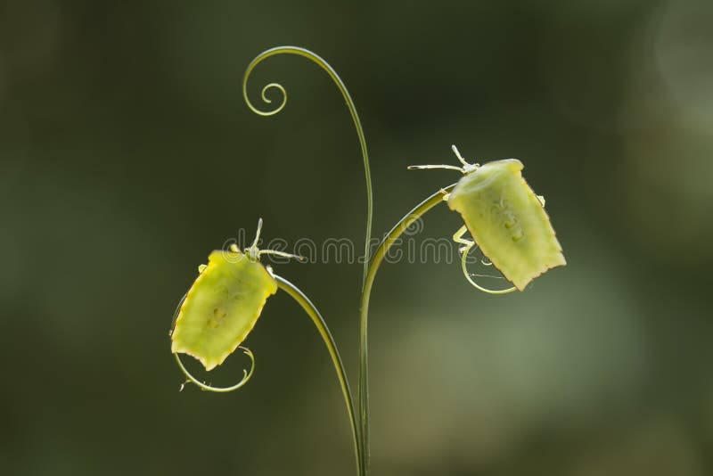 Giant Shield Bug on Leaf Edge Stock Image - Image of caterpillar ...