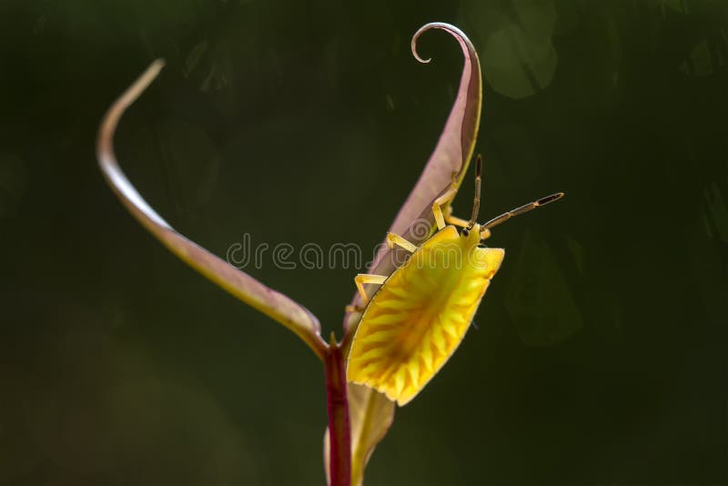 Giant Shield Bug on Leaf Edge Stock Image - Image of catch, interesting ...