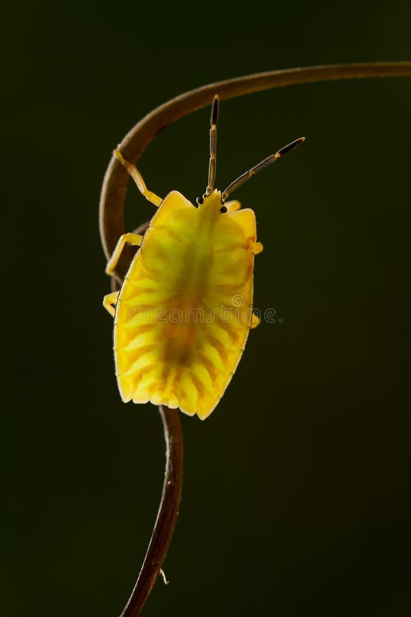 Giant Shield Bug on Leaf Edge Stock Photo - Image of fern, feathers ...
