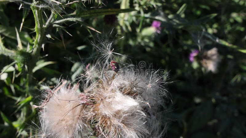 Giant Shield Bug (Tessaratomidae ) Walking on Thistle Stock Video ...