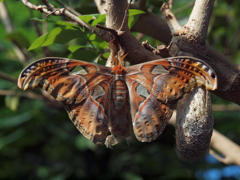 Giant Silk Moth (Antheraea Polyphemus) Stock Photo - Image of orange ...